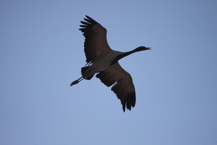 The Bird Man of Kheechan - The Better India