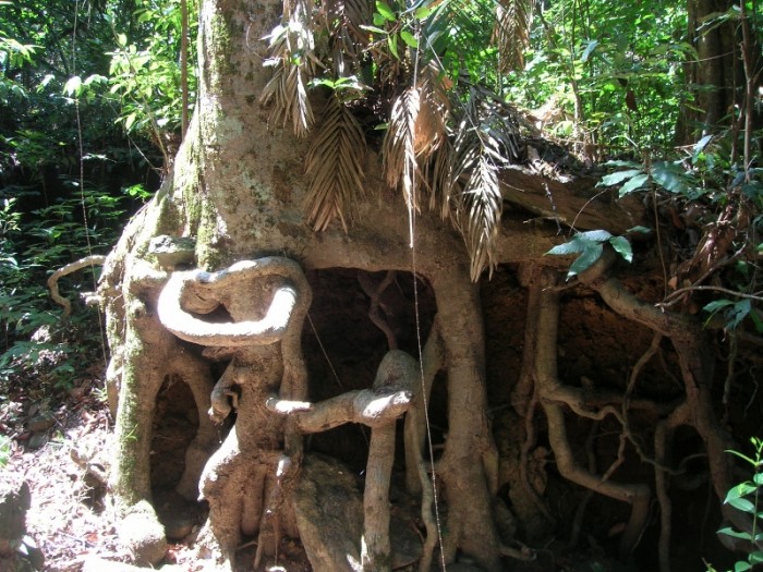 TBI Wildlife: In Search Of The King At Agumbe - The Better India