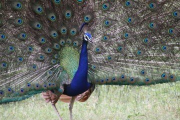 India's Only Man-Made Sanctuary - A Green Dream That Took 15 Years To ...