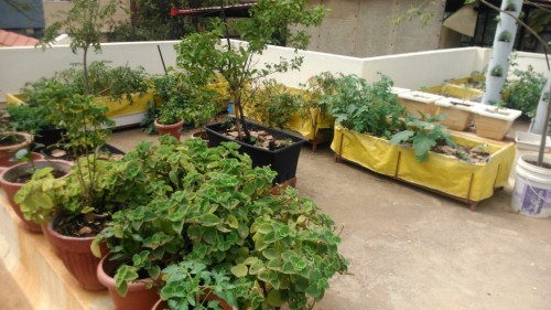 5 Secrets To Creating The Most Amazing Terrace Garden - From The Father ...