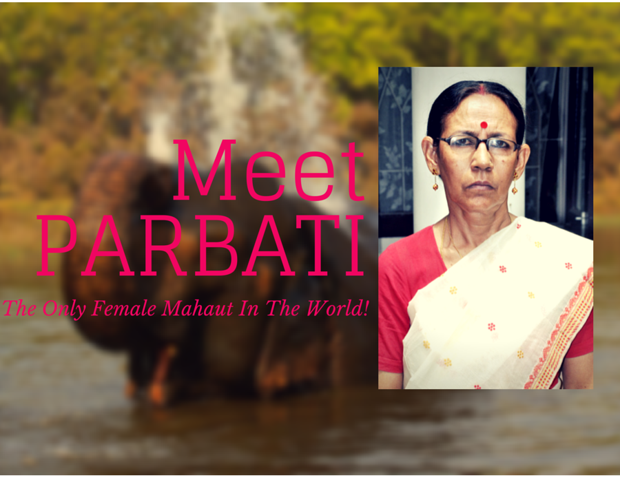 The Only Female Mahout In The World, Parbati Has Been Taming Wild ...