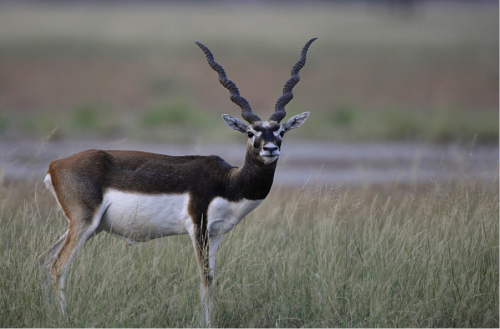 7 Rare and Exotic Wildlife Species that can be found in India - The ...