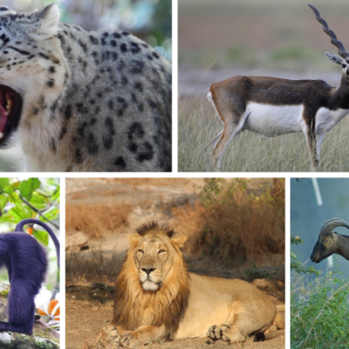 7 Rare and Exotic Wildlife Species that can be found in India - The ...