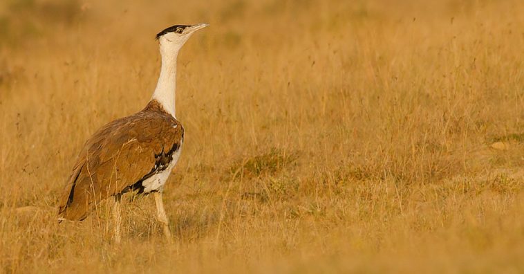 Rajasthan Welcomes a Baby Great Indian Bustard, while Another is ...