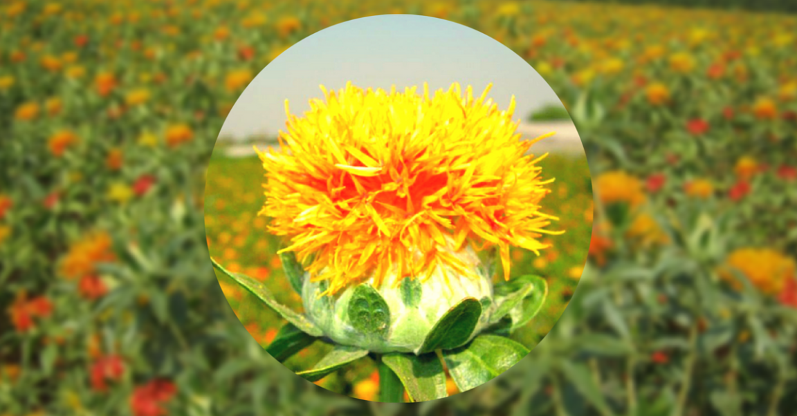 These Hybrid Varieties of Safflower Can Shake Up Agriculture and Farmer ...