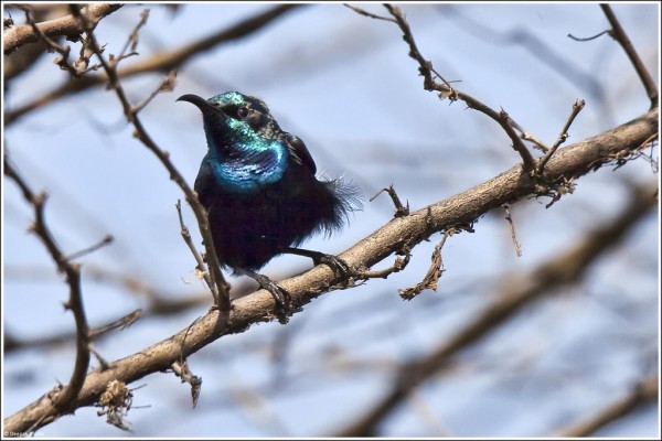 10 Spectacular Bird-Watching Sites in India You Cannot Afford to Miss ...