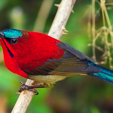 10 Spectacular Bird-Watching Sites in India You Cannot Afford to Miss ...