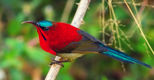 10 Spectacular Bird-Watching Sites in India You Cannot Afford to Miss ...