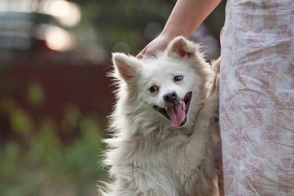 20 'Pawsitive' dog quotes that will inspire you to help a dog today!