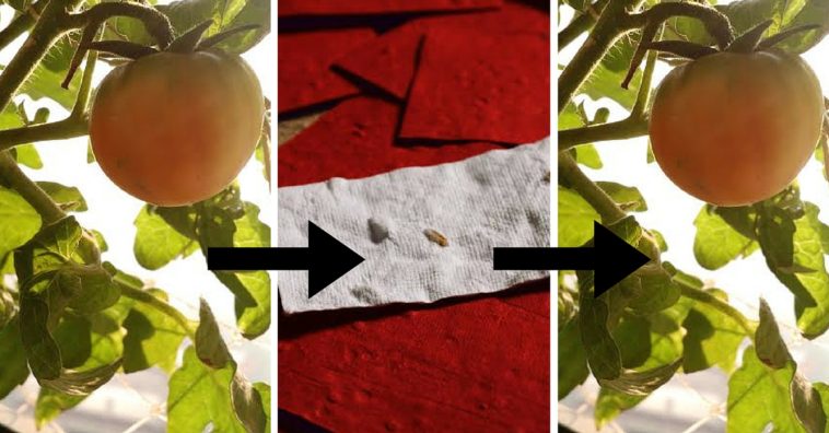 The Amazing 'Seed Paper' of Tomato & Co. That Can Grow into a Plant!