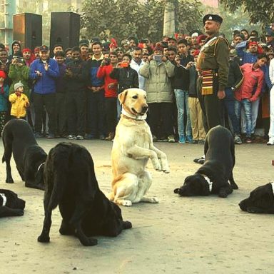 India Army Dogs Will Feature In Republic Day Parade After 26 Years