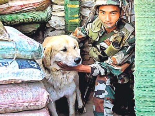 Our Salute to the Unsung Canine Heroes of the Indian Army - The Better ...