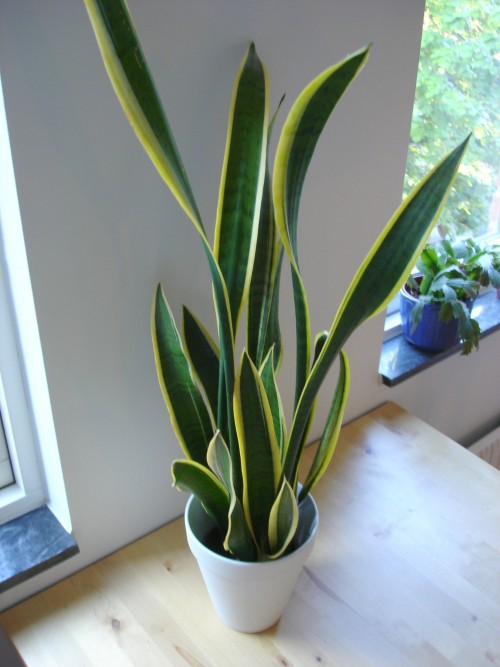 10 Indoor Plants That You Can Grow in Your House Right Now! - The ...