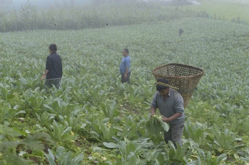How Sikkim Beat Himalayan Odds to Become India's First Organic State ...