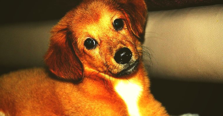 World's First Fast-Acting Anti-Rabies Drug to Launch in India