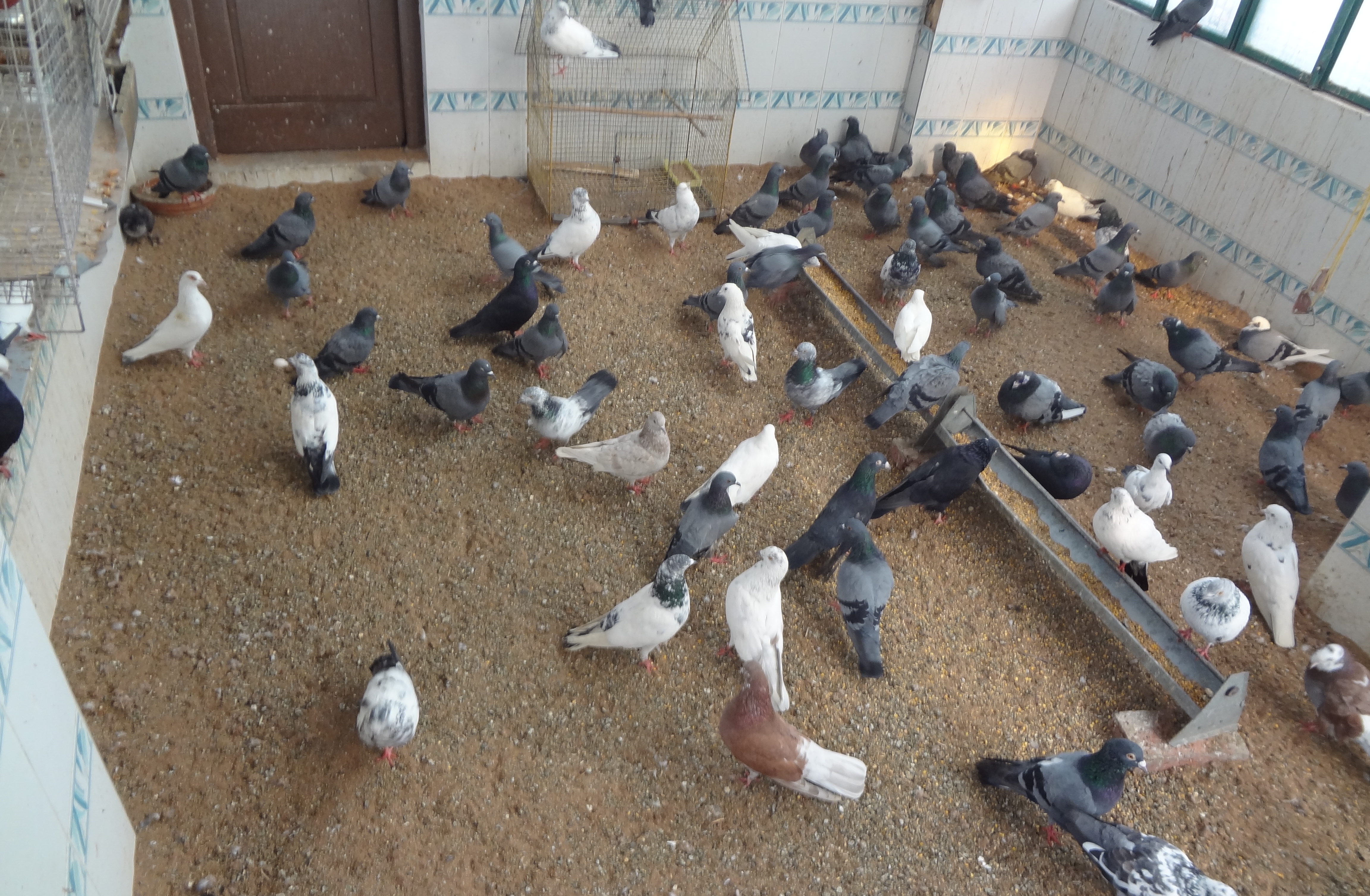 Gurgaon Hospital Helps Birds Take Wing Again