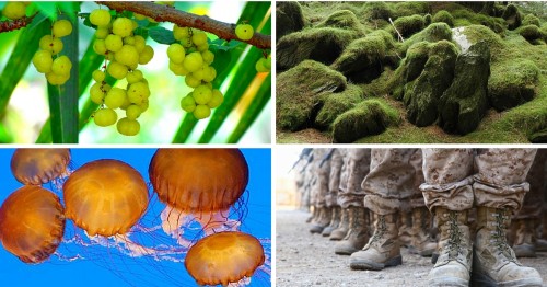 Here's a List of 8 Unusual Things You Didn't Know India Exported