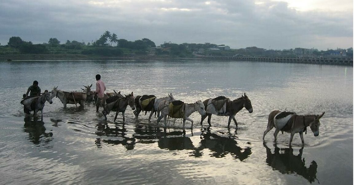 Donkey Sanctuary India Looks After Donkeys and Mules in India