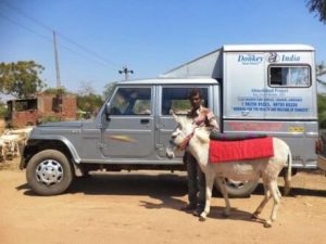 Donkey Sanctuary India Looks After Donkeys and Mules in India