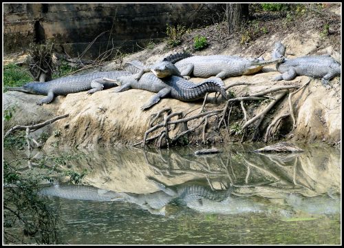 Efforts to conserve the critically endangered gharial in India