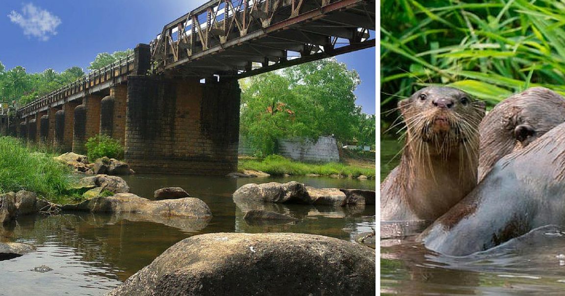 Otters Return to a Revitalised Thoothapuzha River