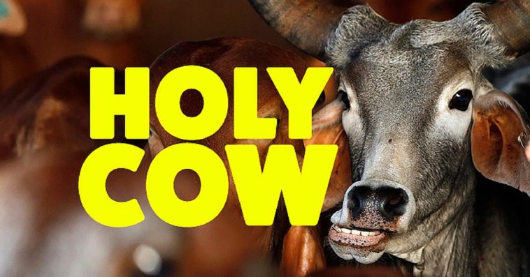 Cow Hospital Treats More Than 1600 Deformed & Sick Cows