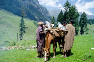 Kalari : A Traditionally Ripened Kashmiri Cheese