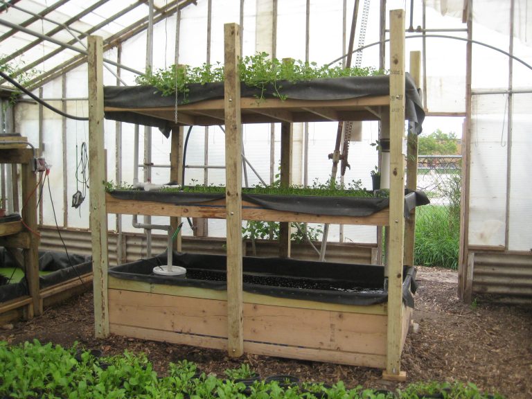 An Introduction To Hydroponics at Home