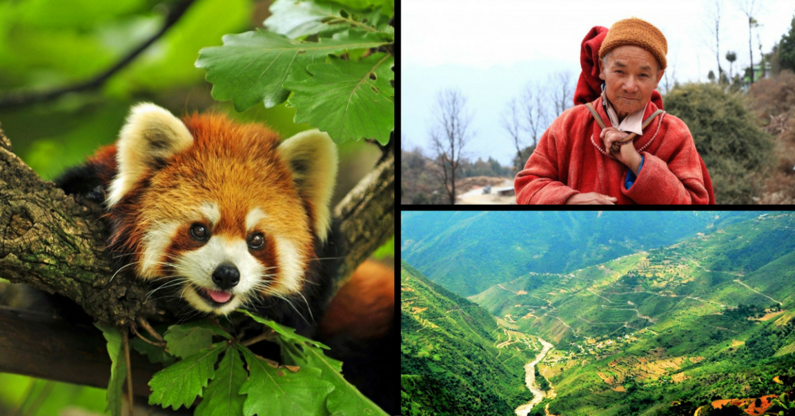 Arunachal Villages Are Saving the Endangered Red Panda
