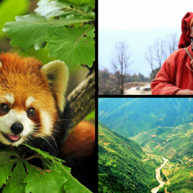 Arunachal Villages Are Saving the Endangered Red Panda