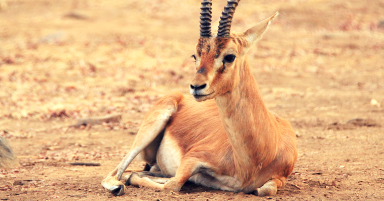 This Community in Rajasthan Cohabits Peacefully with Wild Animals