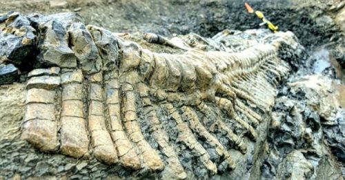 These Are the 7 Best Places to See Fossils in India