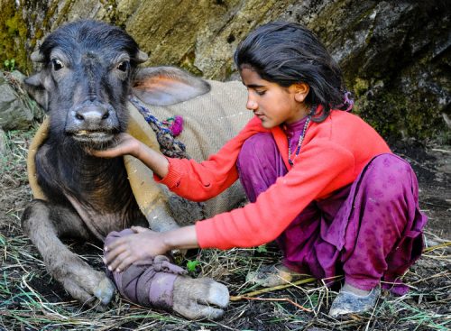 The Story of the Van Gujjar Tribe's Epic Journey into the Himalayas
