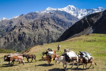 The Story of the Van Gujjar Tribe's Epic Journey into the Himalayas