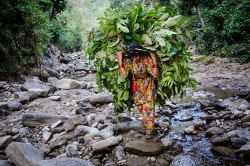 The Story of the Van Gujjar Tribe's Epic Journey into the Himalayas