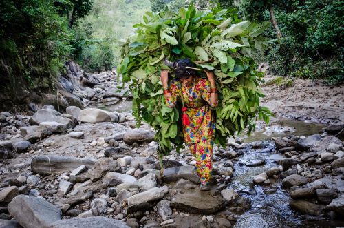 The Story of the Van Gujjar Tribe's Epic Journey into the Himalayas