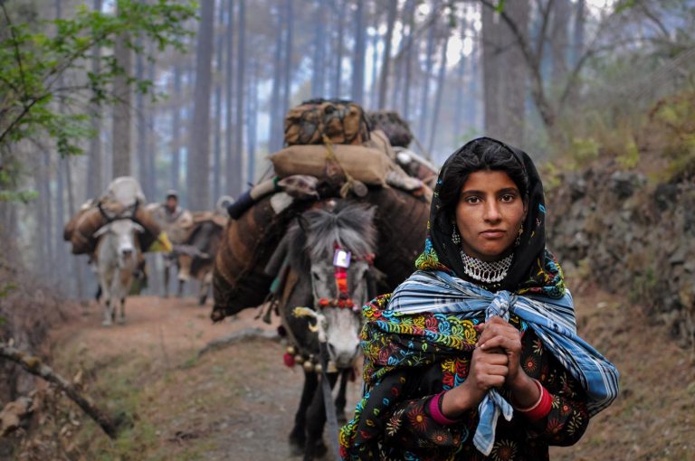 The Story of the Van Gujjar Tribe's Epic Journey into the Himalayas