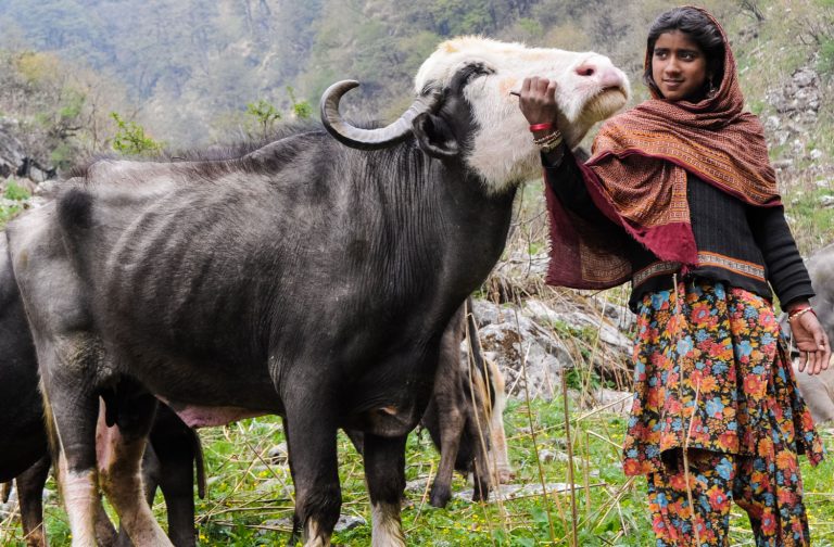 The Story of the Van Gujjar Tribe's Epic Journey into the Himalayas