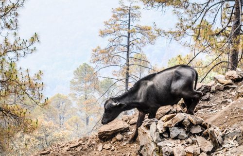 The Story of the Van Gujjar Tribe's Epic Journey into the Himalayas