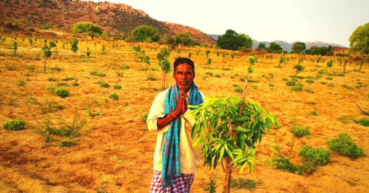 Fruit Saplings Are Turning around Fortunes of Farmers in Andhra Pradesh