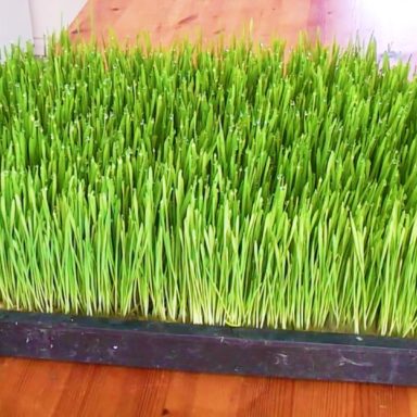 Super Greens: How to Grow Nature's Own Super Food at Home