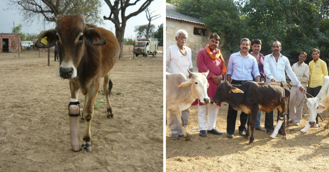 This Vet Makes Prosthetic Limbs for Amputee Animals Free of Cost!