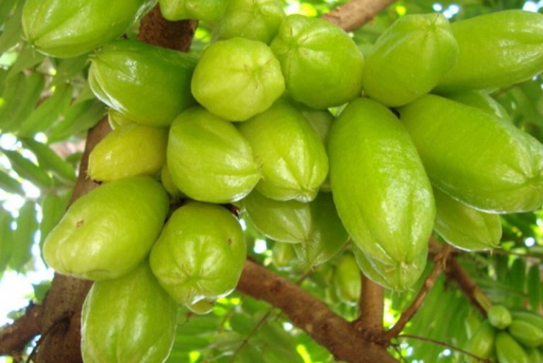 15 Unique and Rare Indian Fruits You Need to Try Right Now
