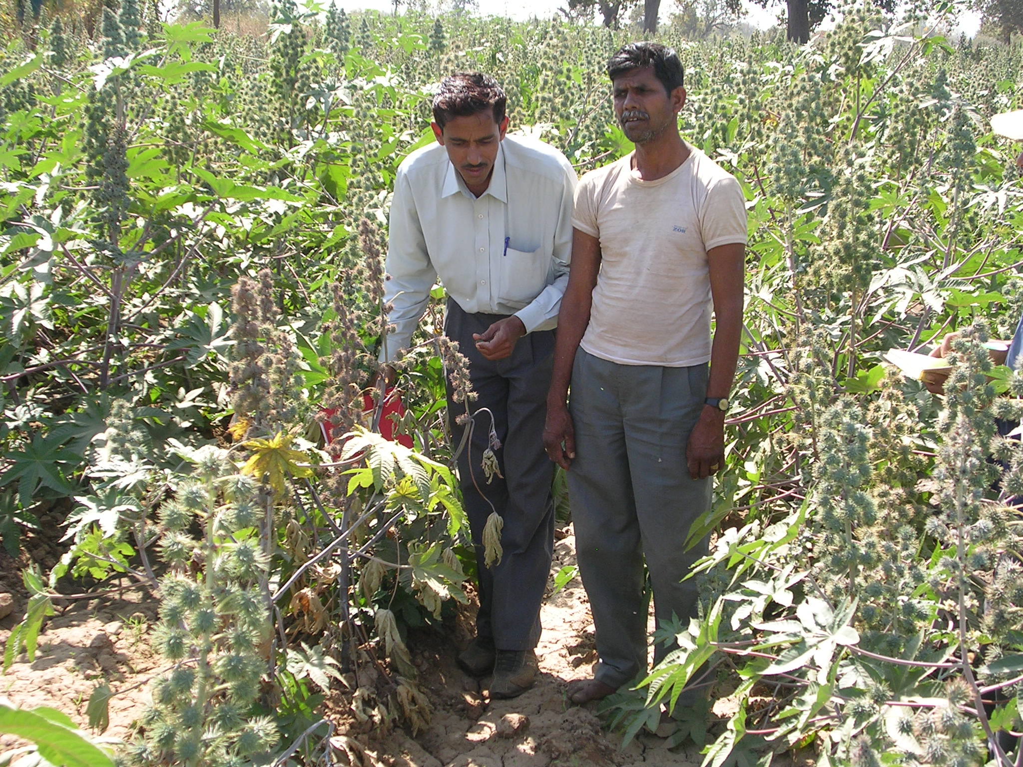 This Gandhian Is Pioneering Methods to Improve Animal Productivity