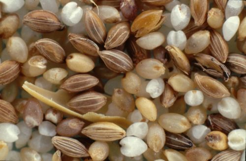 These 13 Ancient Grains of the World May Hold the Key to Food Security