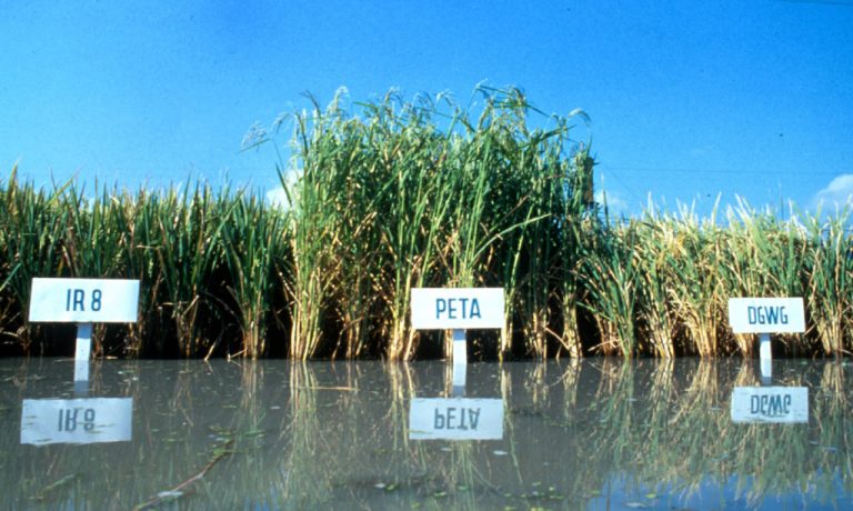 A Tribute to IR8, the 'Miracle Rice' that Helped India Fight a Famine