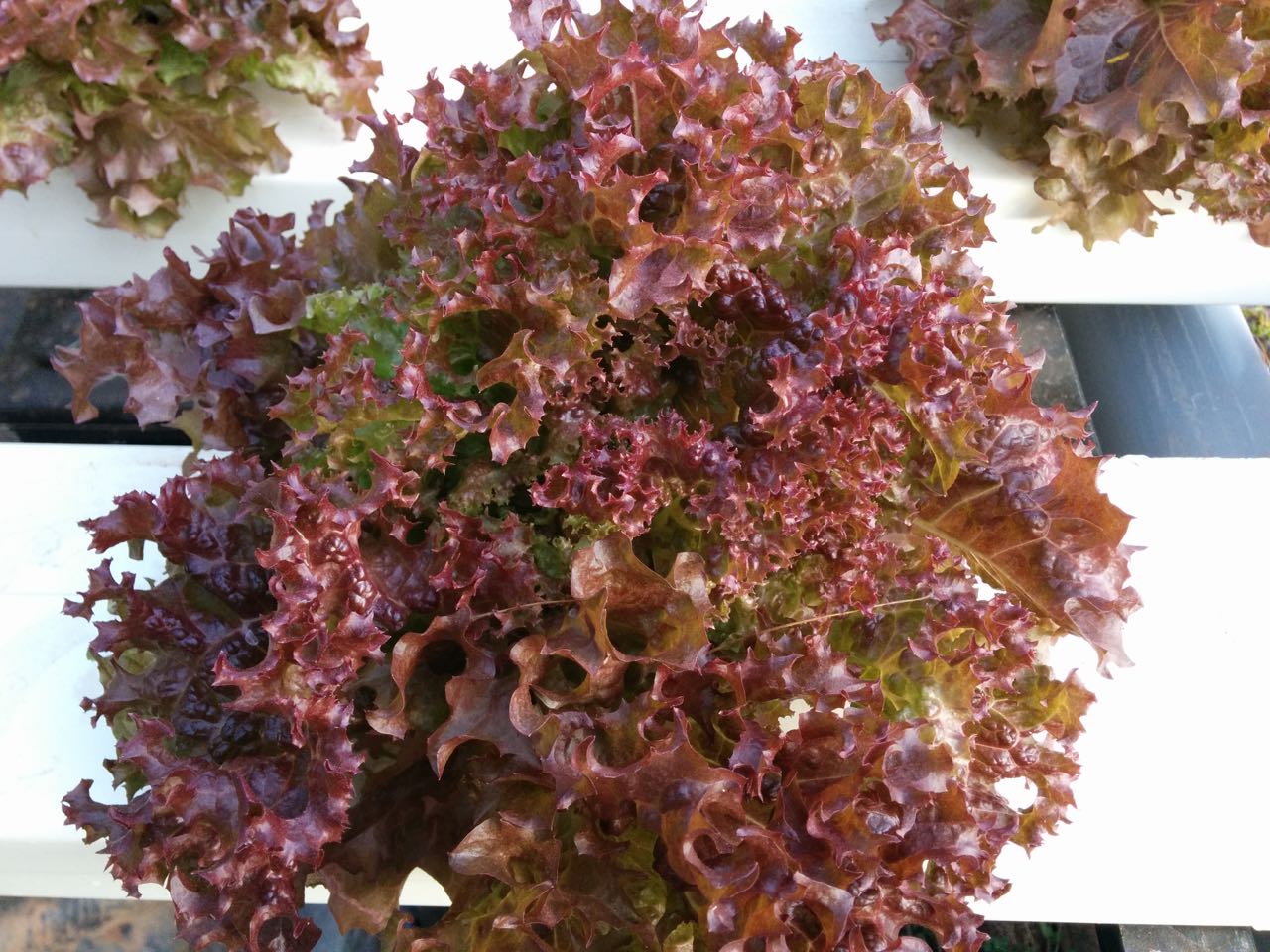 TBI Blogs: 5 Winter Vegetables You Can Grow at Home This Season