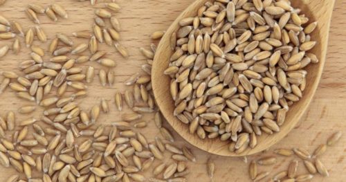 These 13 Ancient Grains of the World May Hold the Key to Food Security