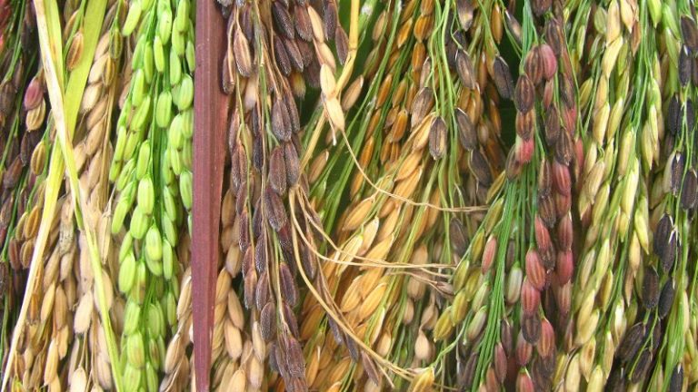 How 5 Rural Communities Are Protecting Traditional Indian Plant Varieties