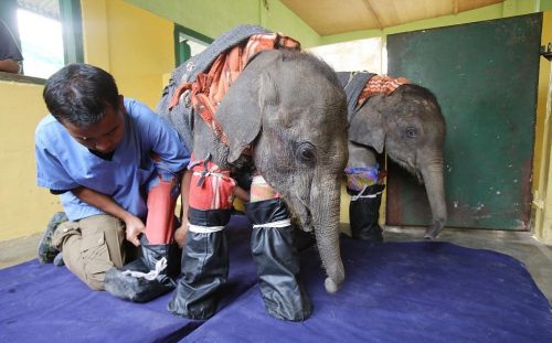 How a Determined Vet in Kaziranga Is Saving India's Orphan Animals